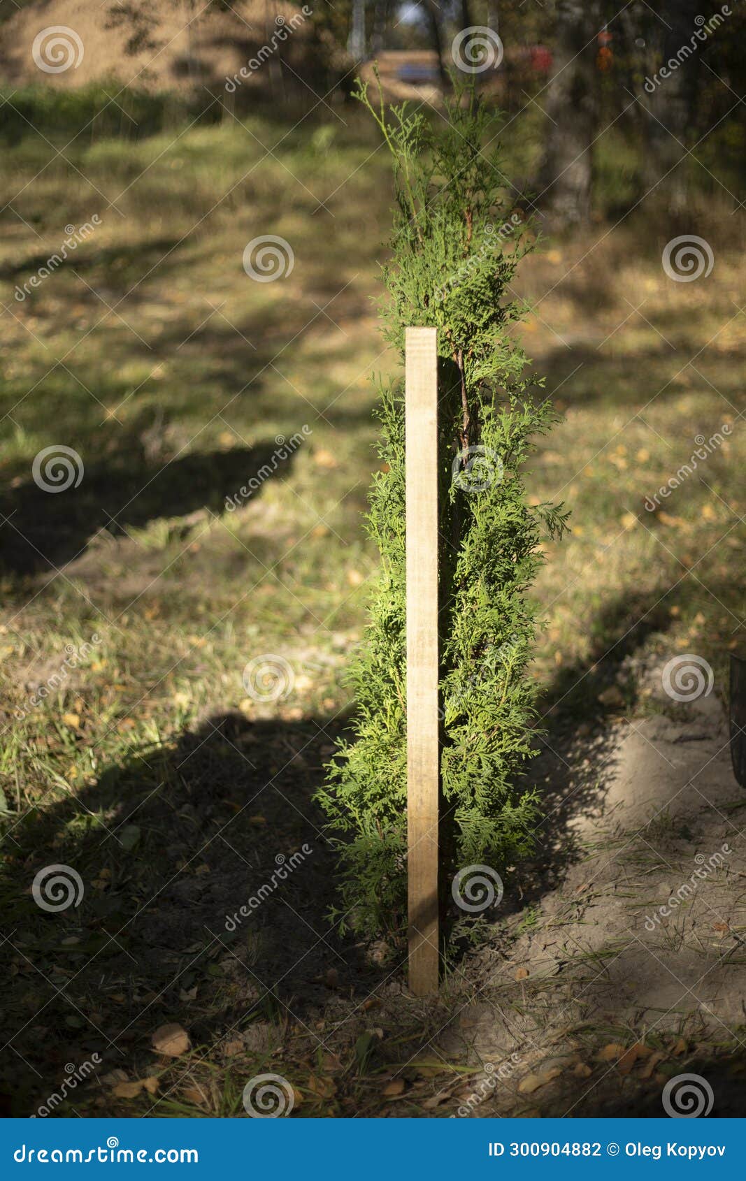 Planted Tree. a Sapling in the Ground Stock Photo - Image of lifestyles ...