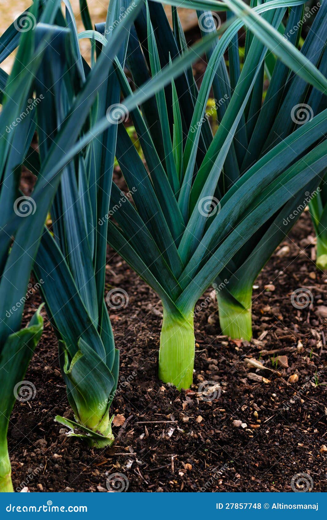 Planted vegetable - Leeks stock photo. Image of farming - 27857748