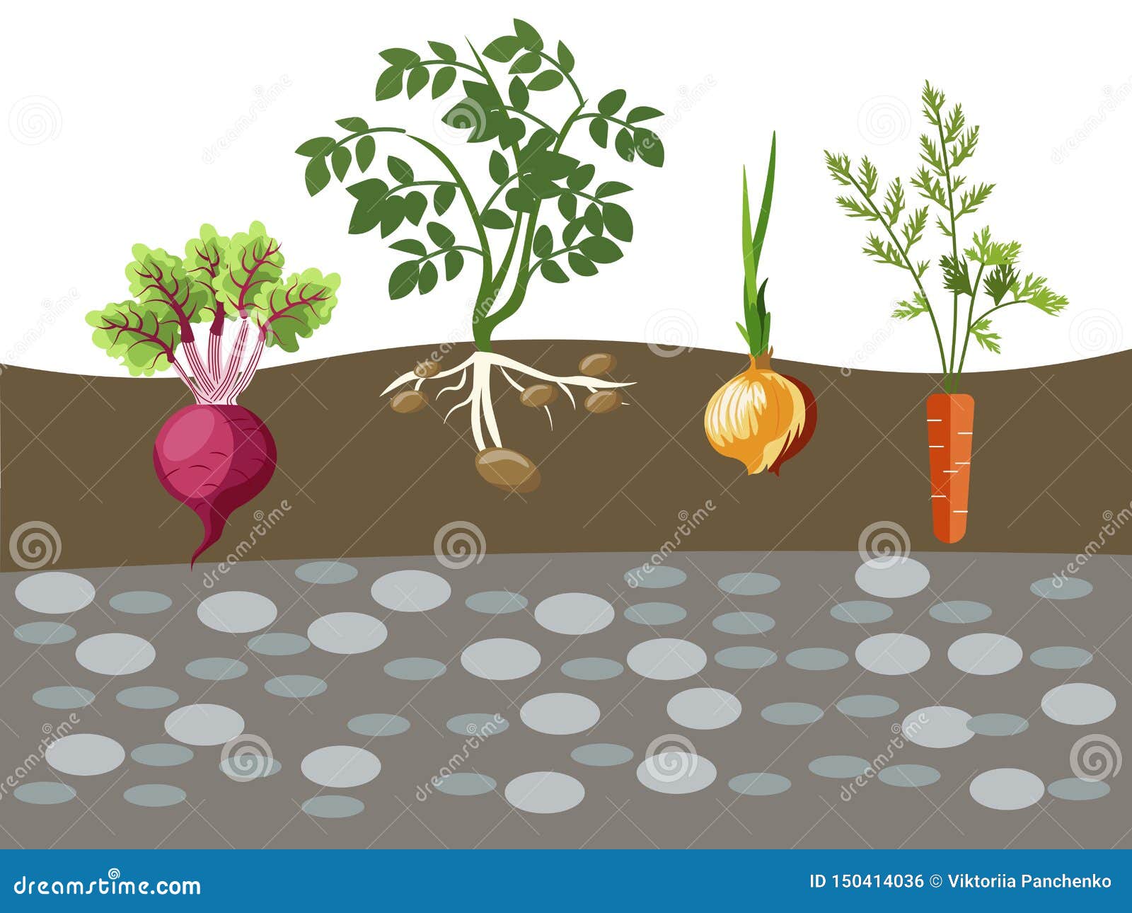 Planted Vegetables. Cartoon Root Growing Vegetables, Veggies Fibrous ...