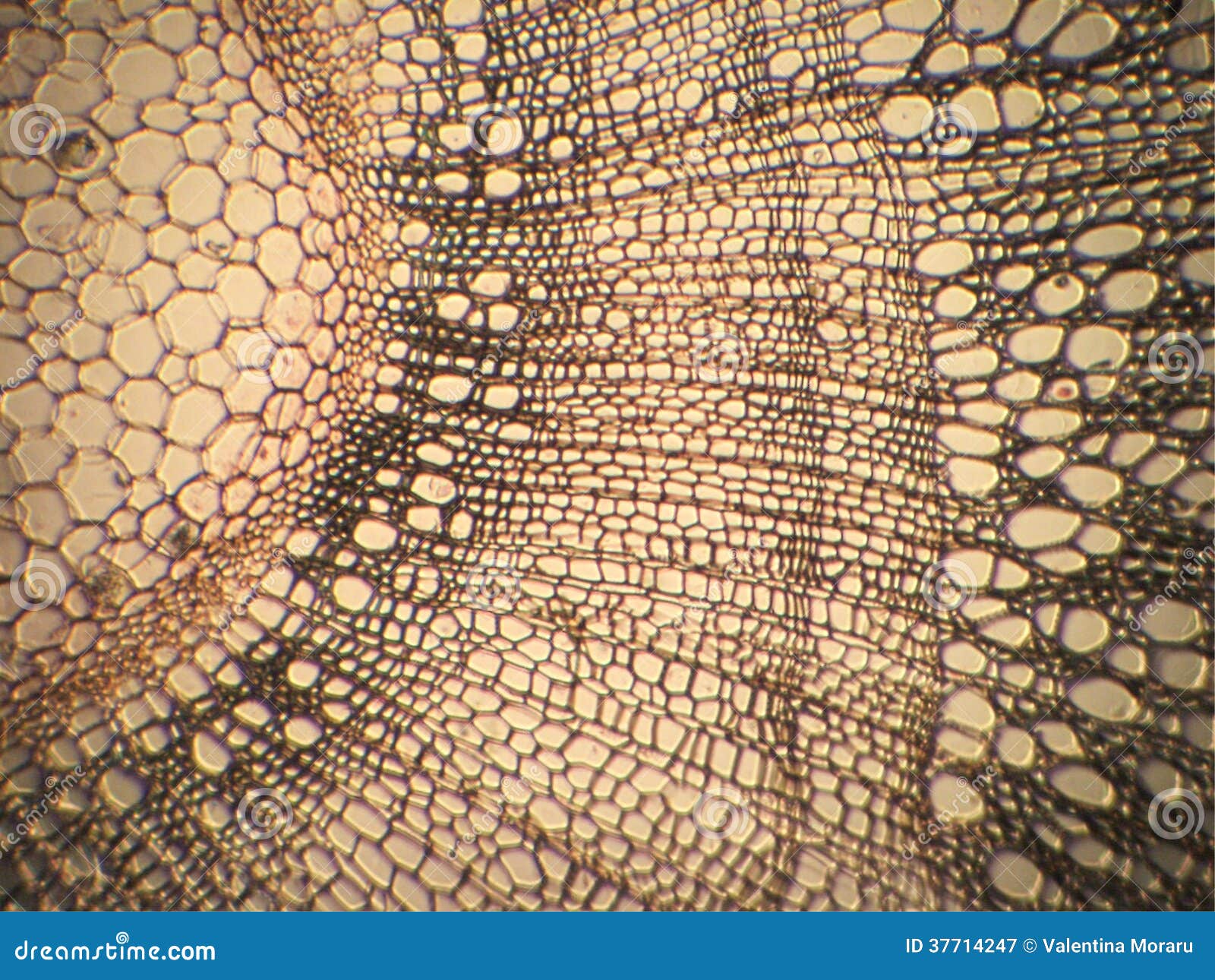 Planten-weefsel stock afbeelding. Image of optisch, microscopisch ...