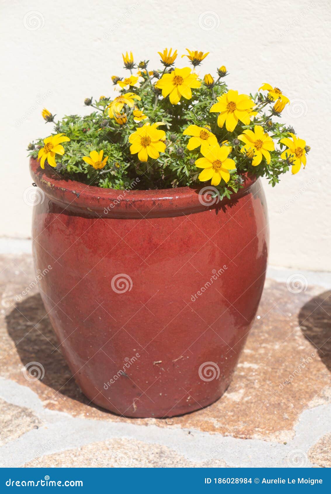 Planter with Apache Beggarticks Flowers in a Garden Stock Photo - Image ...