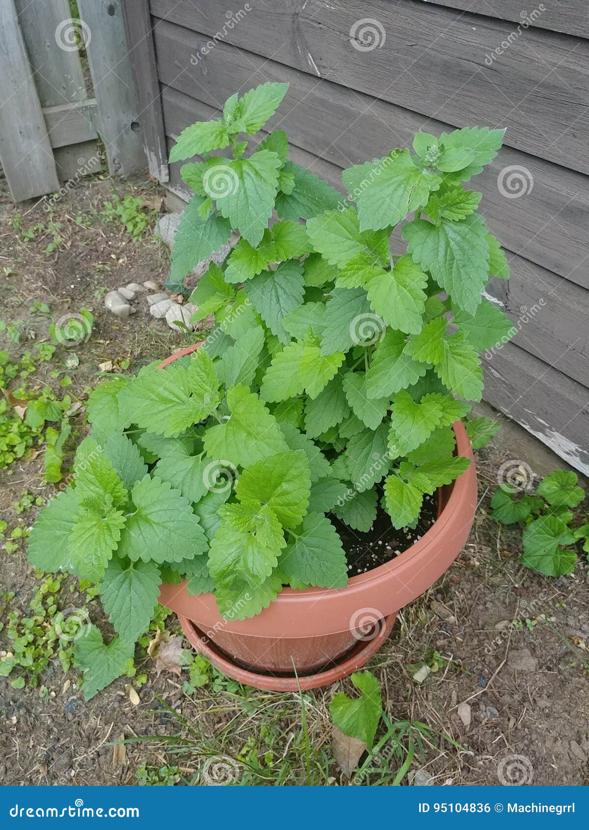 Planter of catnip stock photo. Image of catnip, gardening - 95104836