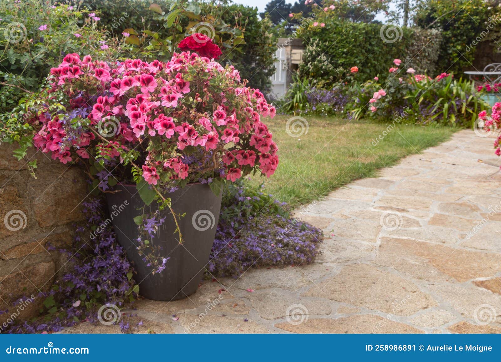 Planter with Pink Geranium Flowers Stock Image - Image of stem, pistil ...