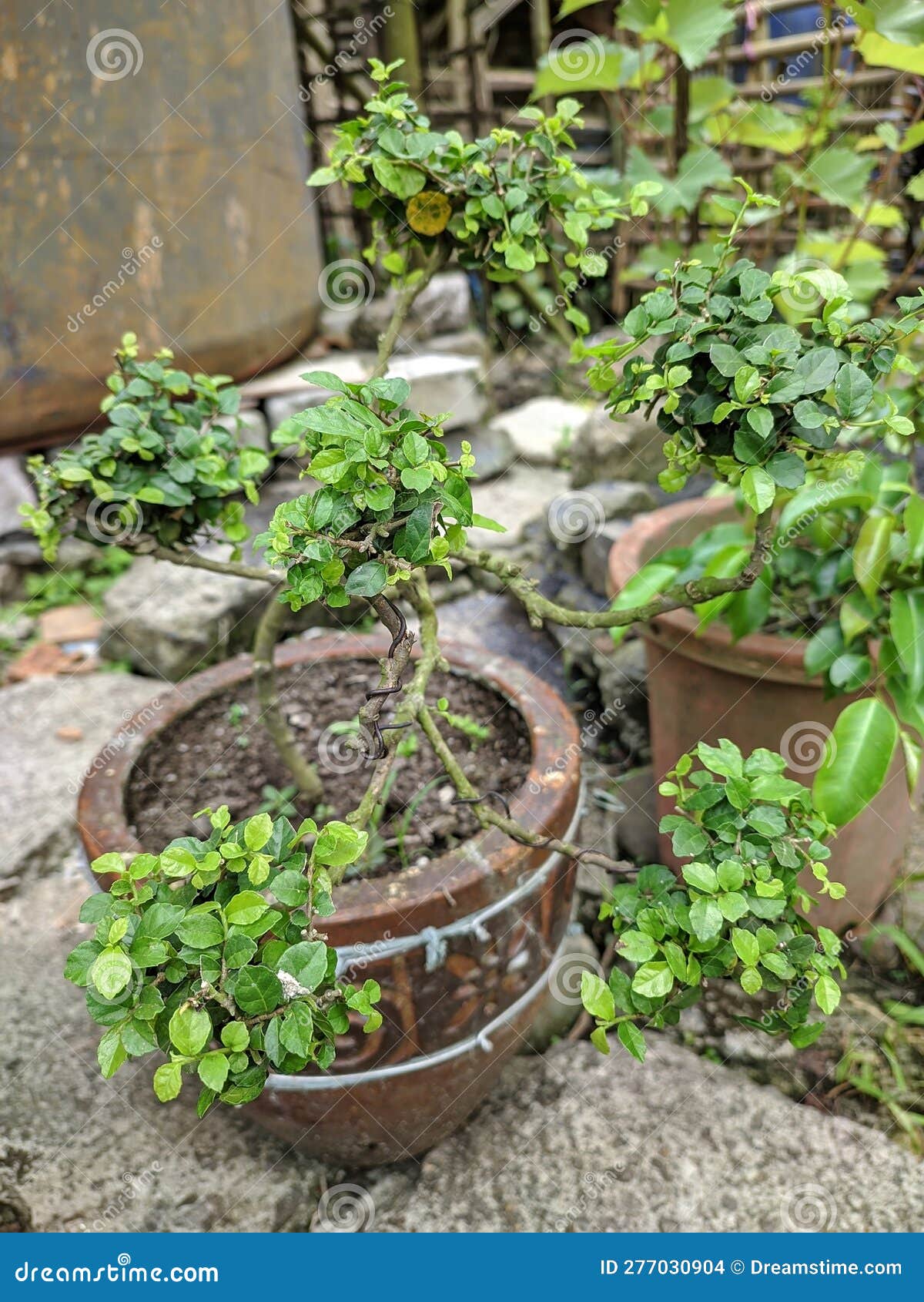A Planter with a Plant in it is Sitting on a Stone Wall. Stock Photo ...