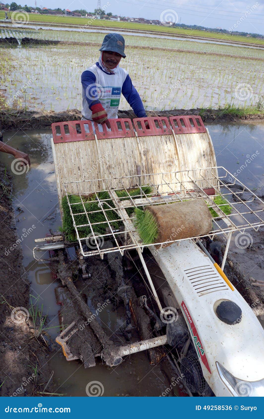 Planter rice editorial photo. Image of business, central - 49258536