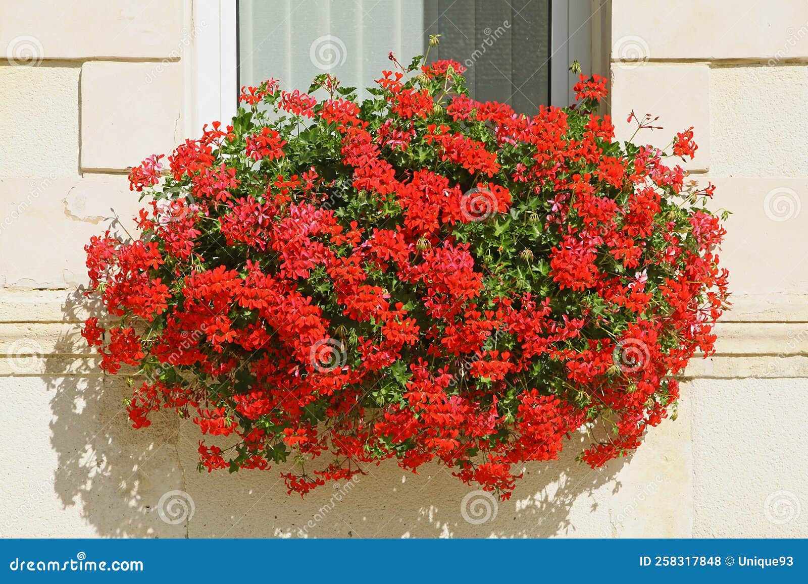 Planters of Red Ivy Geranium at the Edge of a Window Stock Photo ...