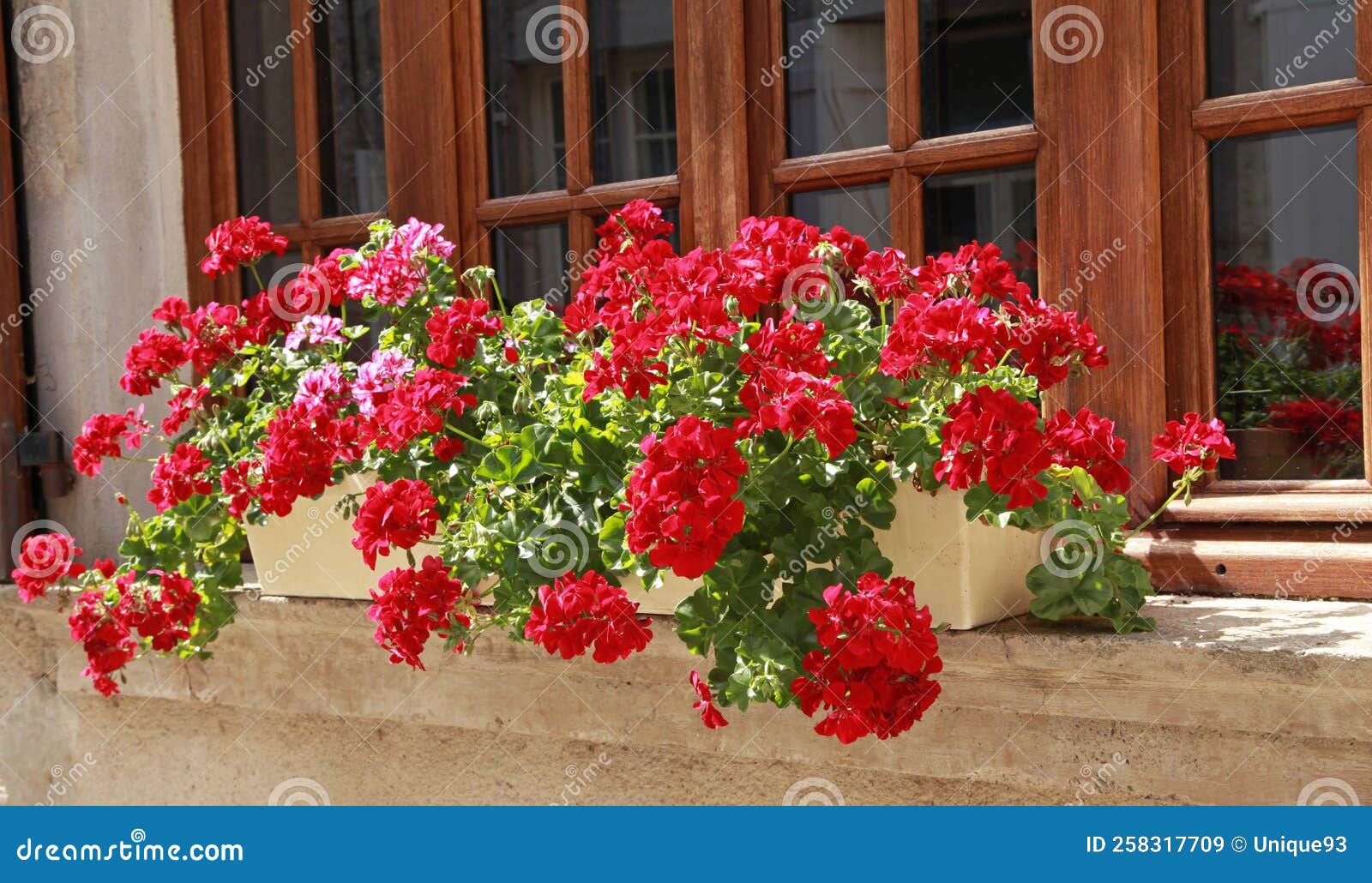 Planters of Red Ivy Geranium at the Edge of a Window Stock Image ...