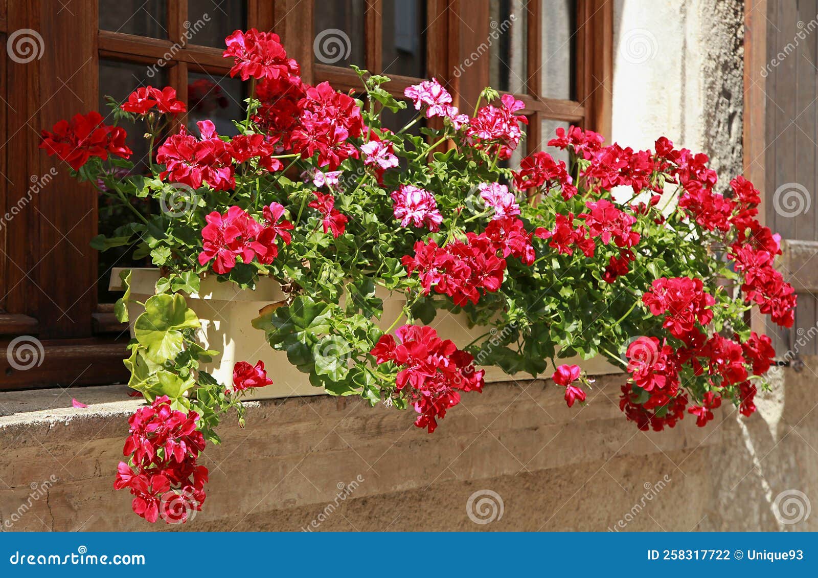 Planters of Red Ivy Geranium at the Edge of a Window Stock Photo ...