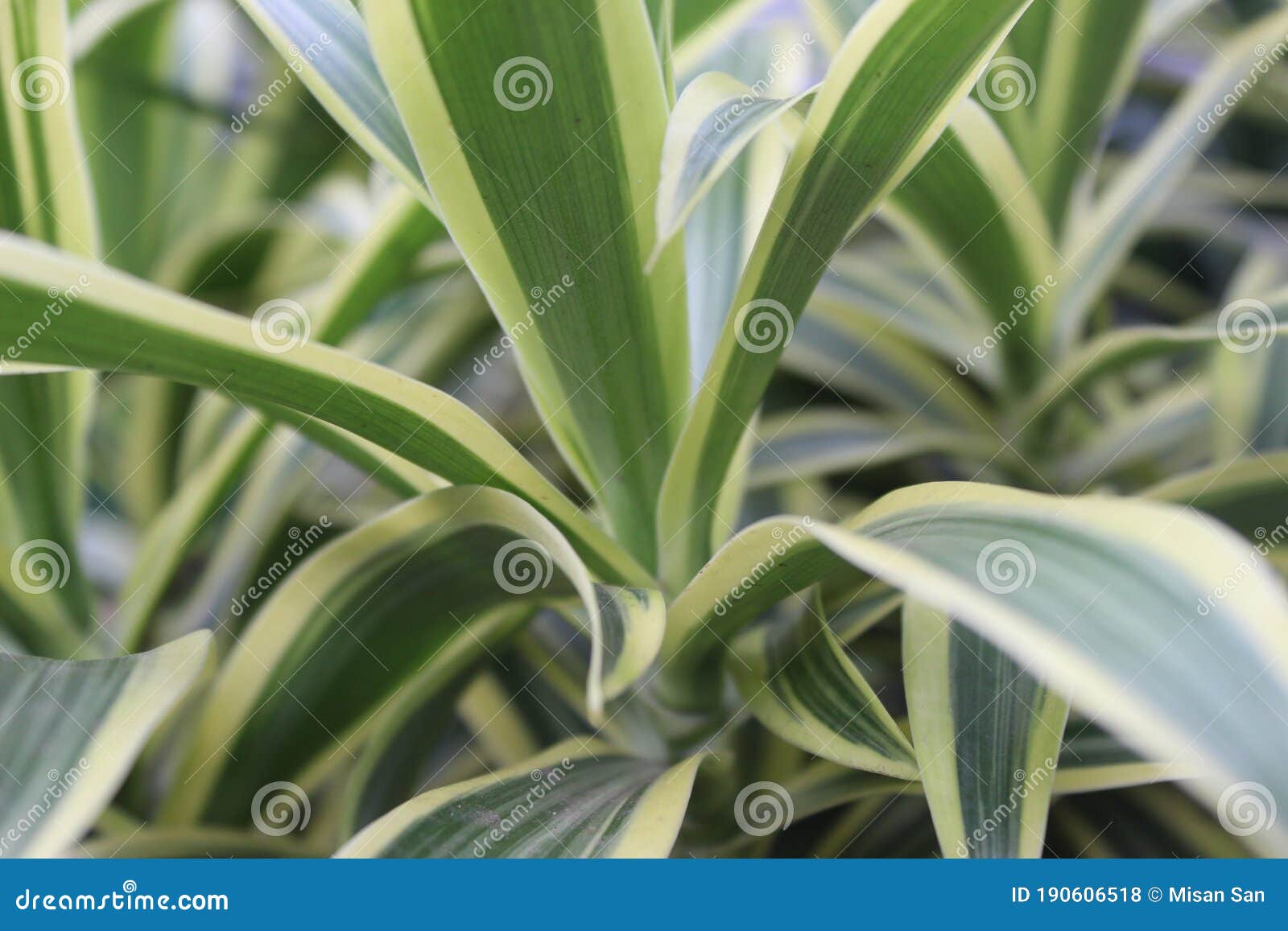 Plantes Avec Les Feuilles Rouges Et Vertes Photo stock - Image du ...