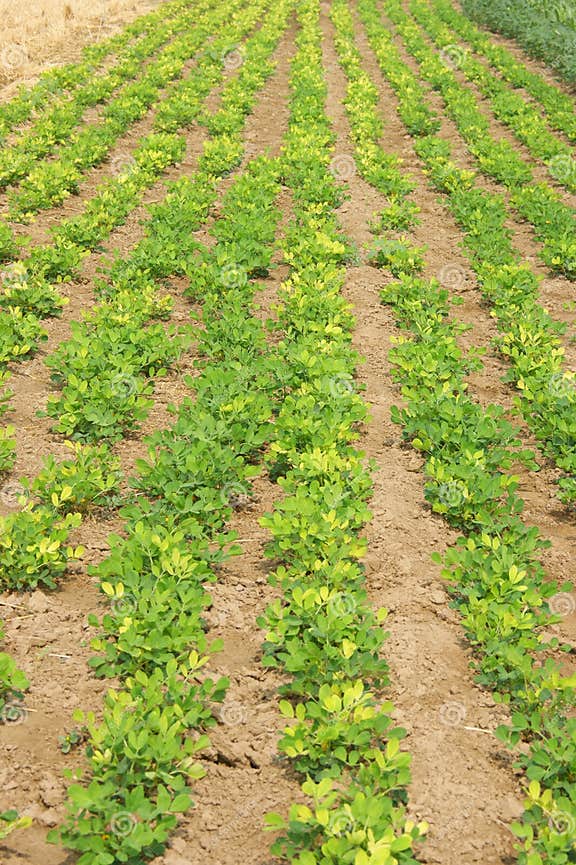 Plantes d'arachide photo stock. Image du vert, vigne - 20112630
