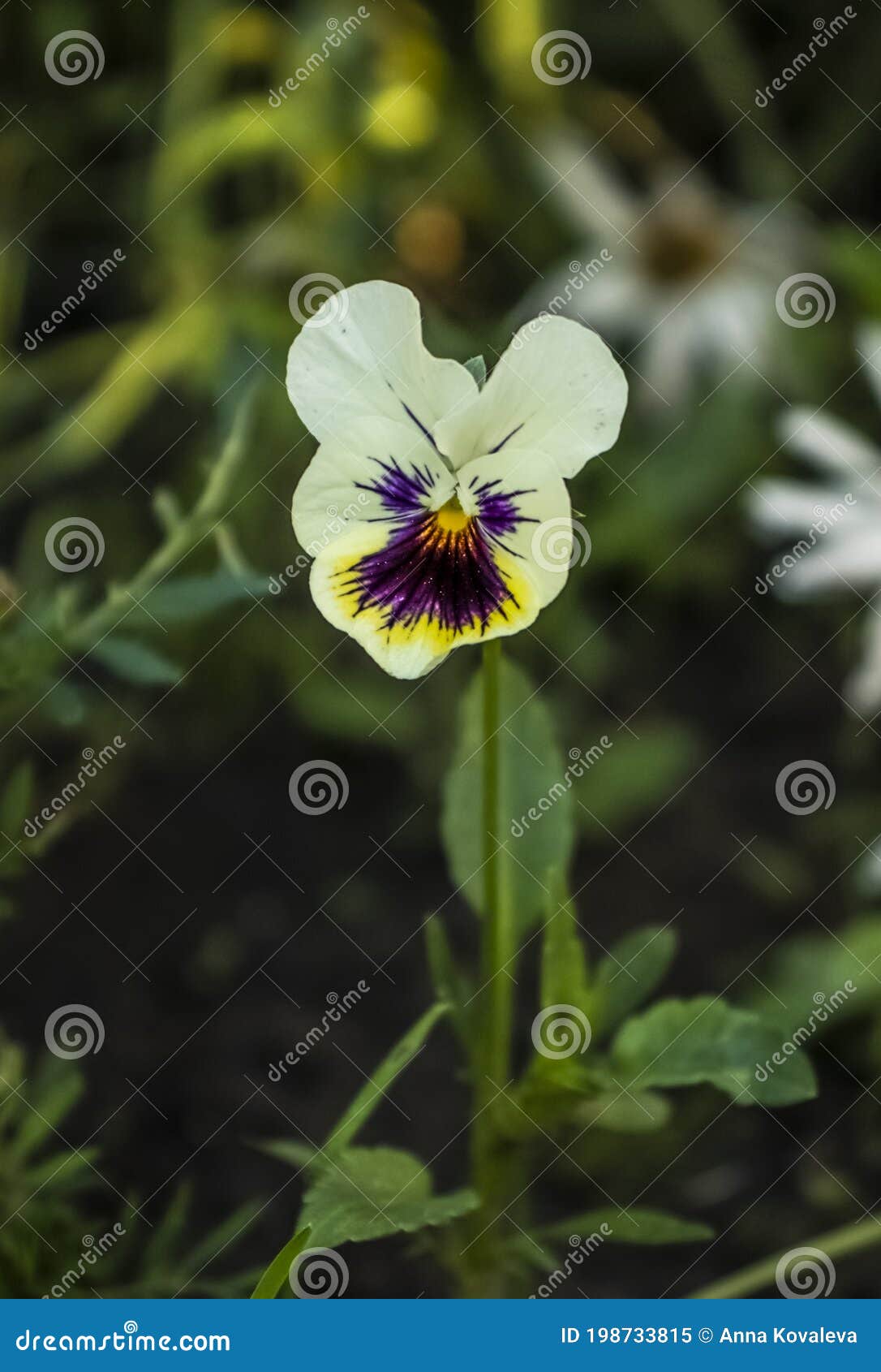 Plantes De Champ. Violette Violette De Fleurs Tricolore Image stock ...
