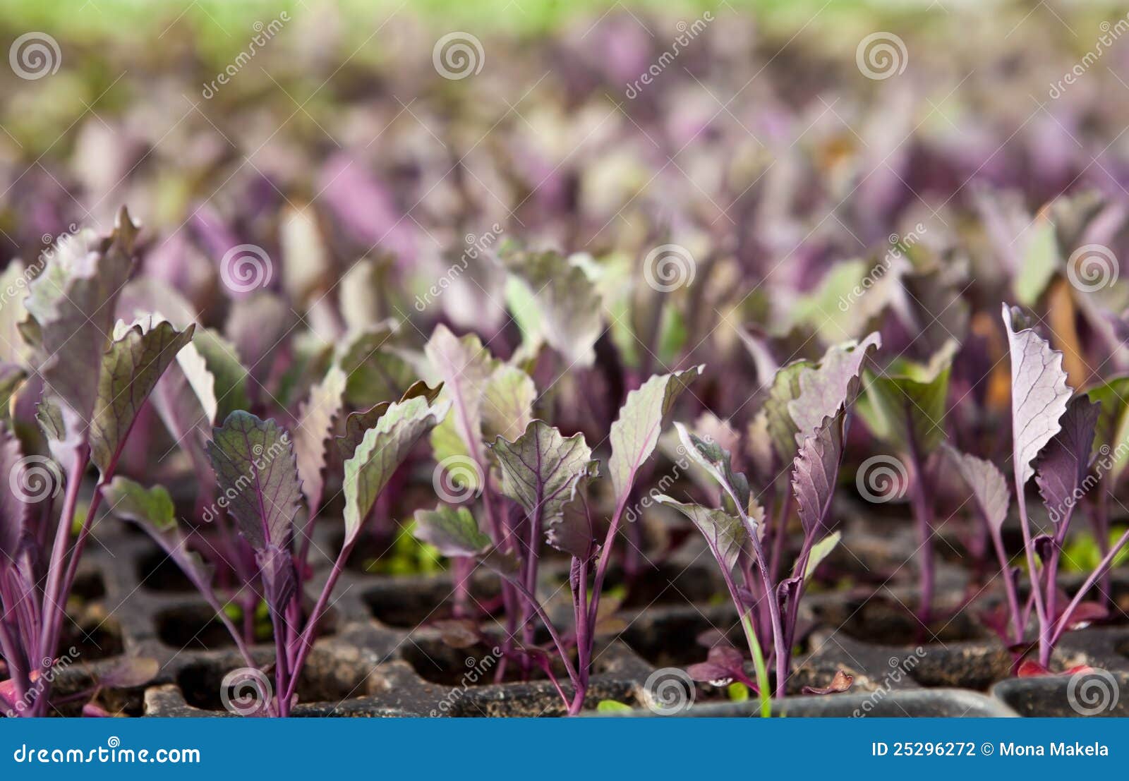 Plantes de chou rouge photo stock. Image du croissance - 25296272