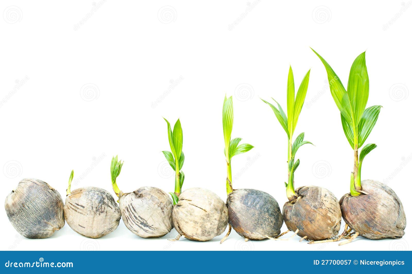 Plantes de cocotier. image stock. Image du noix, climat - 27700057