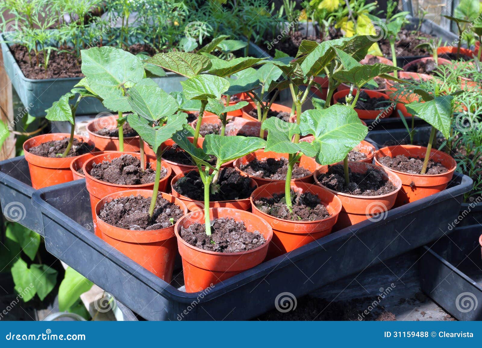 Plantes De Haricot Dans Des Pots. Photo stock - Image du légumes ...