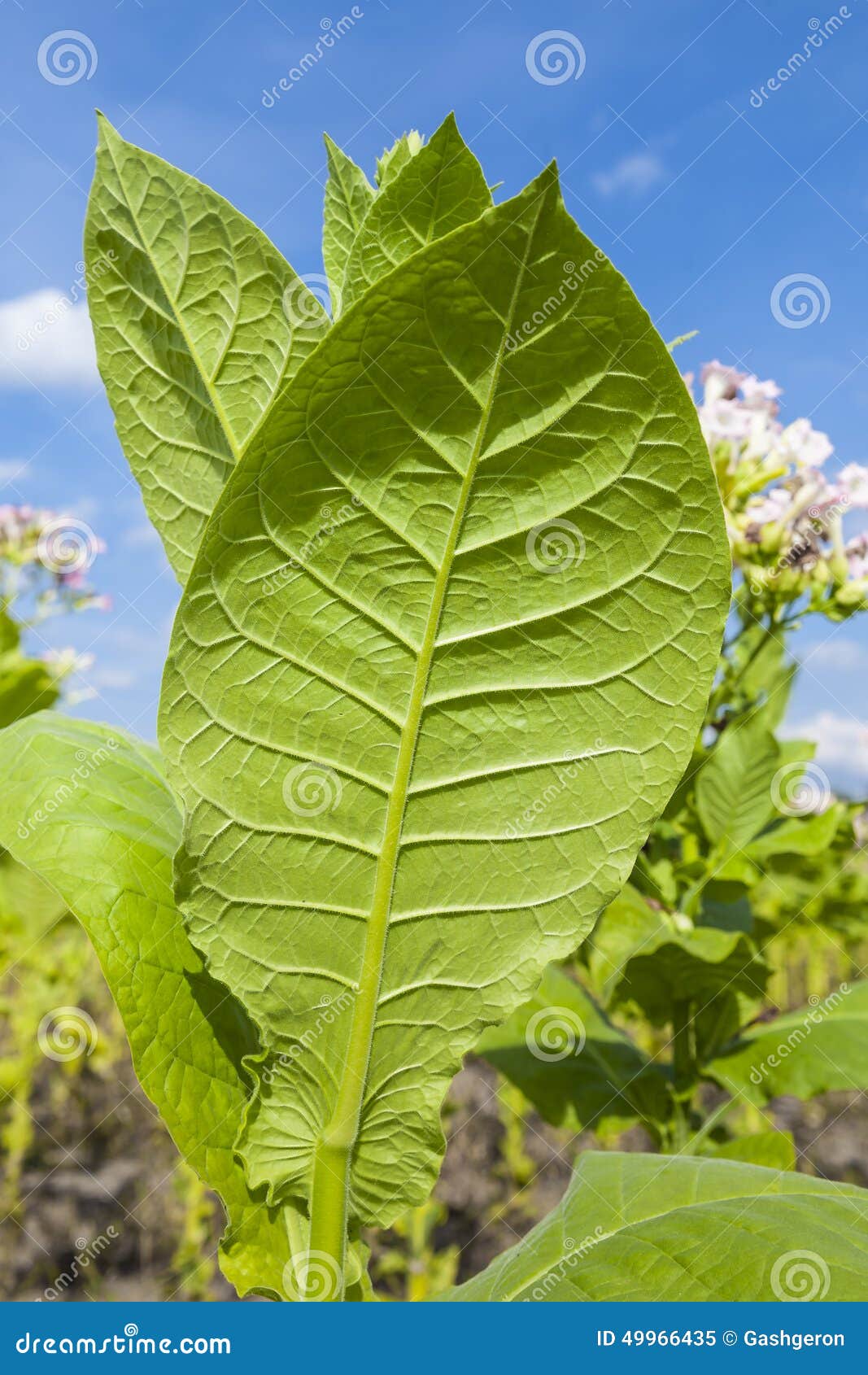 Plantes De Tabac Avec De Grandes Feuilles Image stock - Image du ...