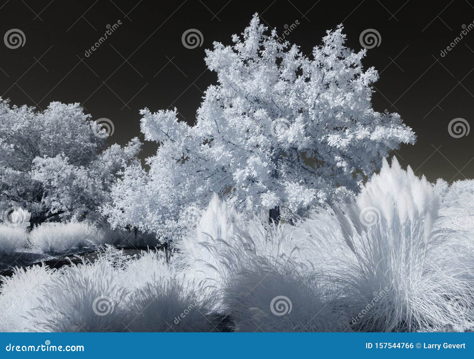Plantes Infrarouges Spectaculaires Photo stock - Image du conteneurs ...