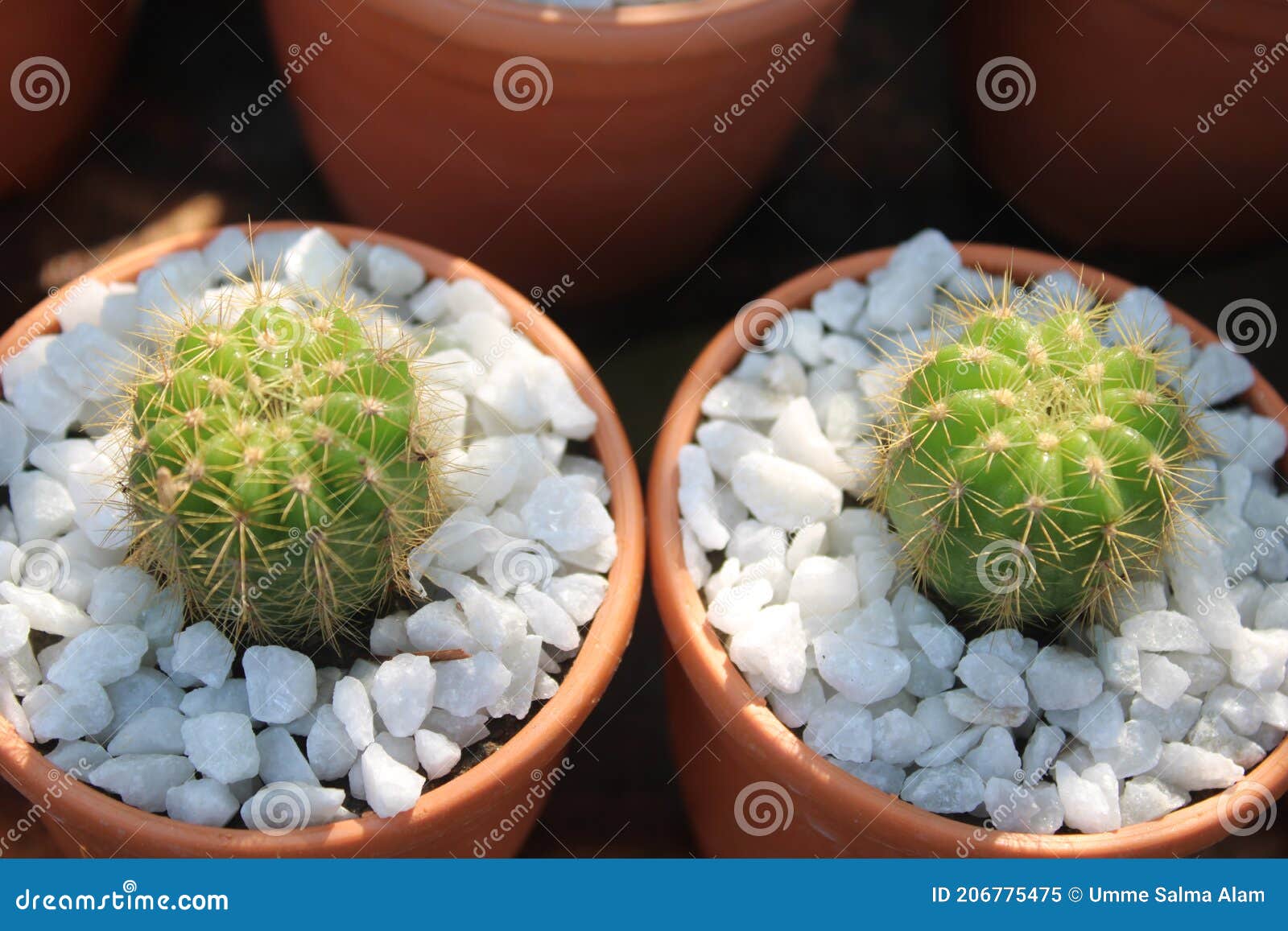 Plantes Minuscules De Cactus Sur De Petits Contenants Image stock ...