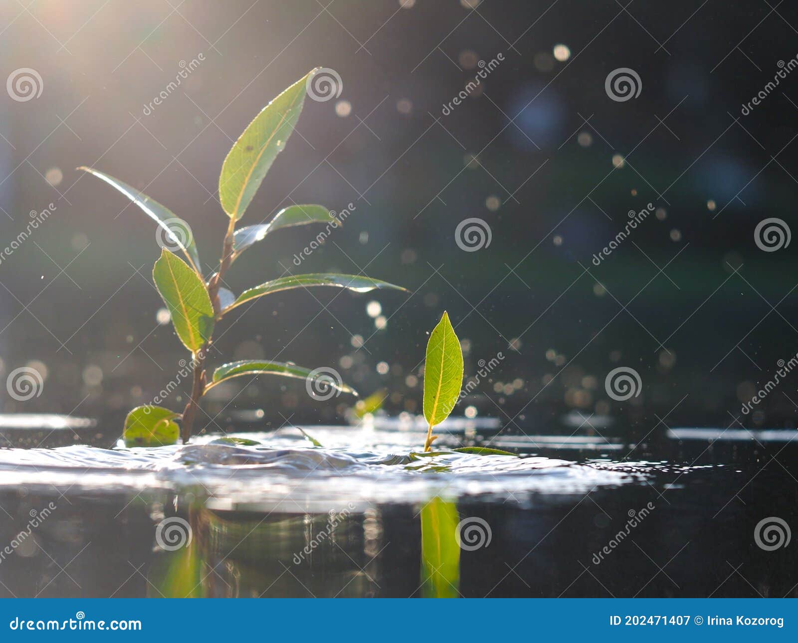 Plantes Vertes Dans L'eau. Une Petite Jeune Pousse Image stock - Image ...