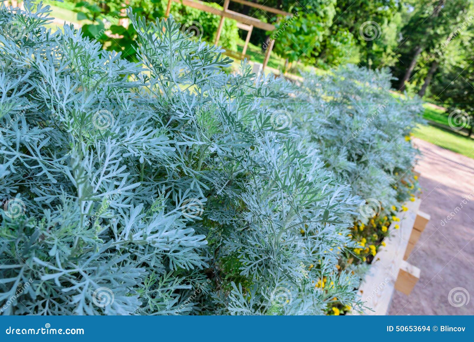 Plantez L'absinthe Sur Le Lit De Fleur En Parc Photo stock - Image du ...