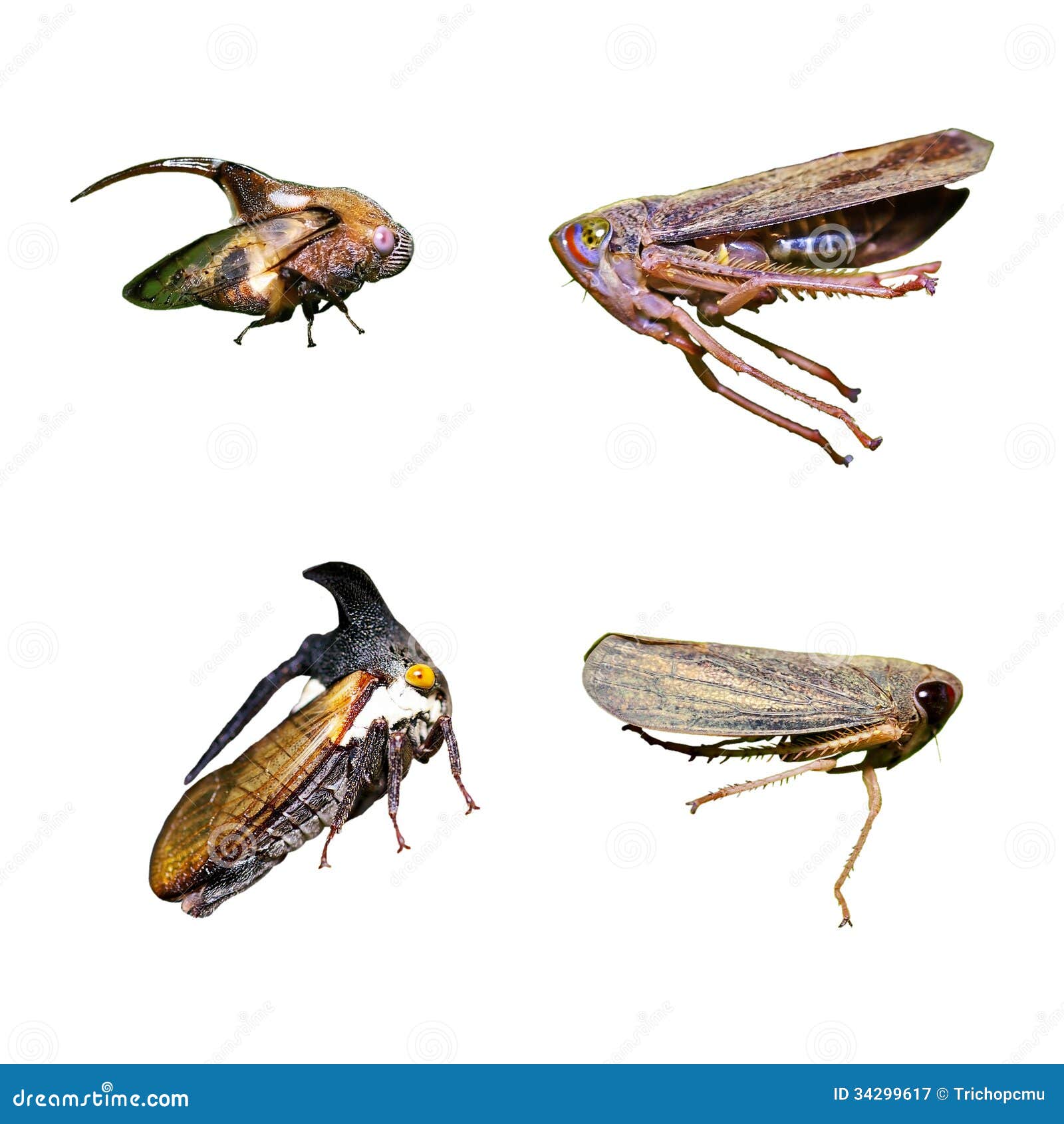 Planthopper isolation stock image. Image of homoptera - 34299617