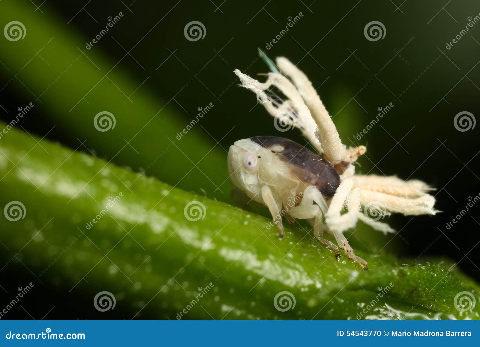 Planthopper nymph stock photo. Image of hairs, jumping - 54543770