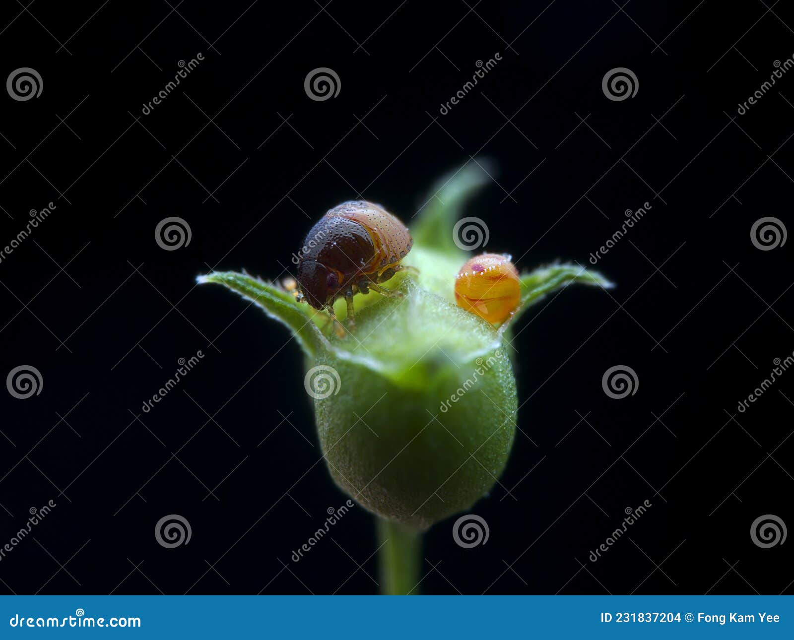 Planthopper nymph and egg stock photo. Image of macro - 231837204