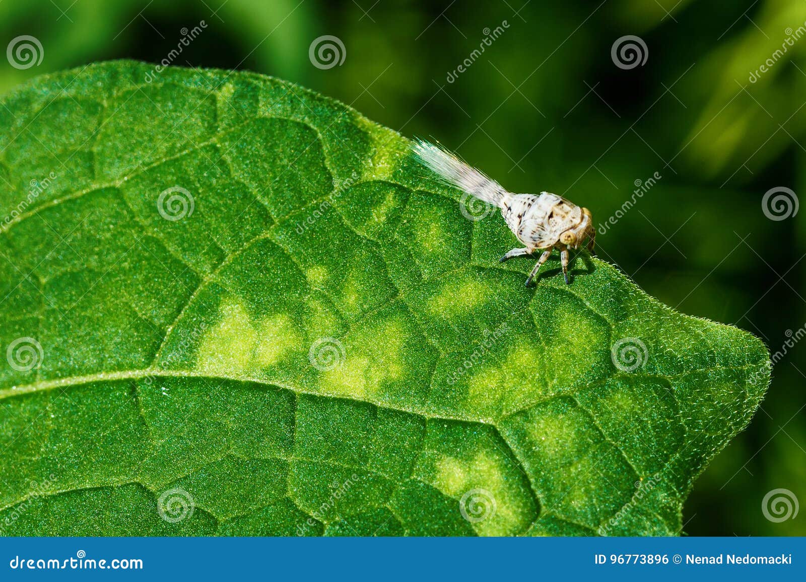 Planthopper nymph stock photo. Image of garden, extreme - 96773896
