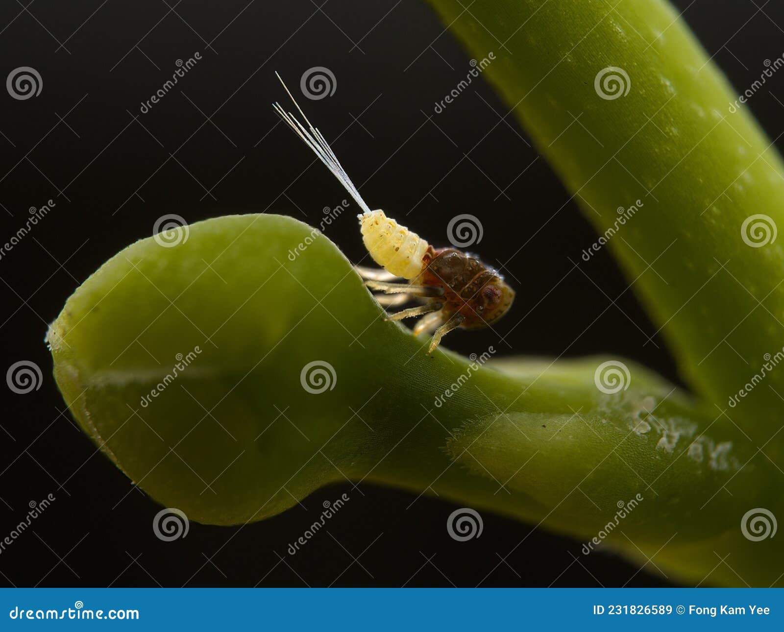 Planthopper nymph up close stock image. Image of macro - 231826589