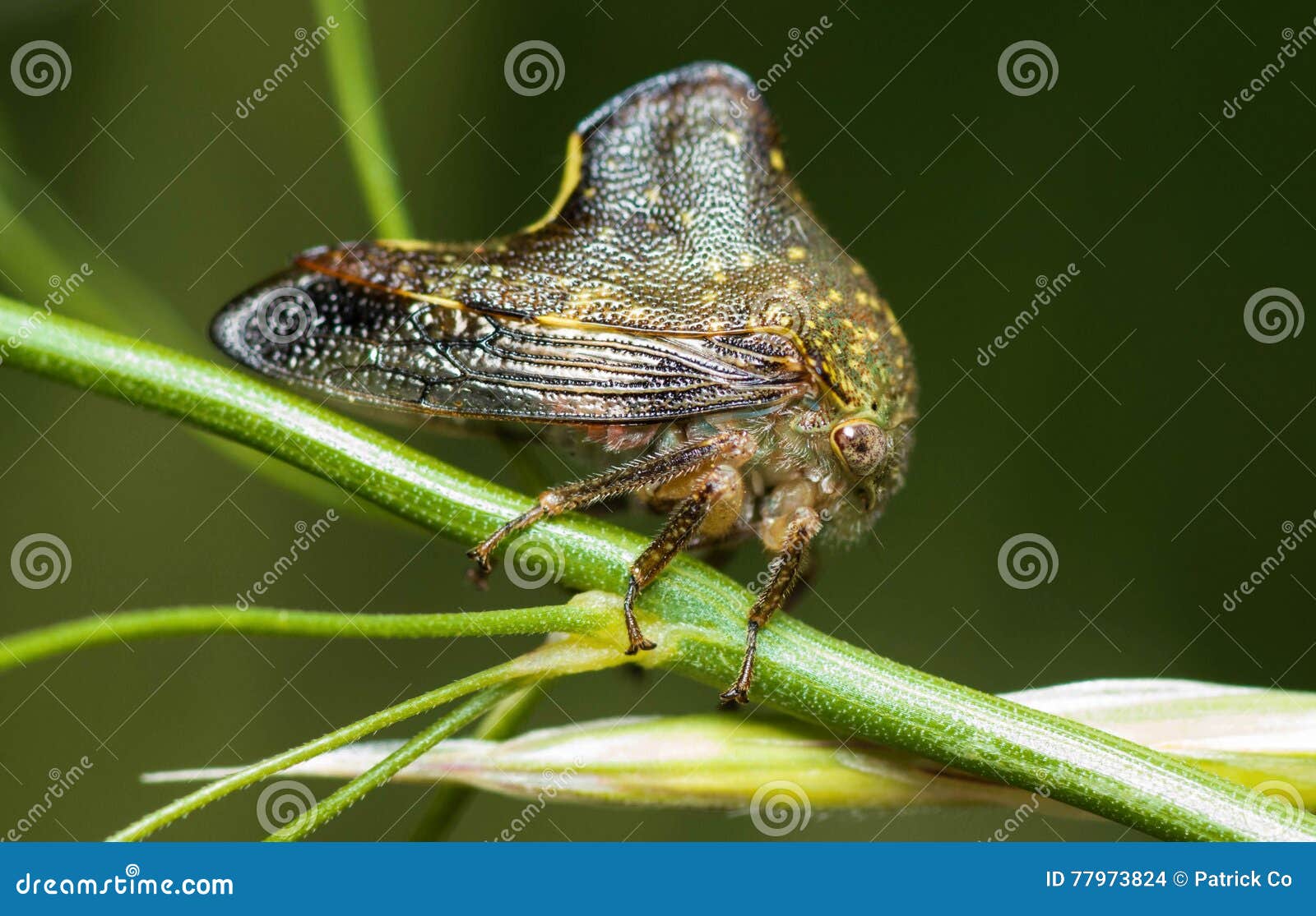 Planthopper stock photo. Image of orange, close, eyes - 77973824