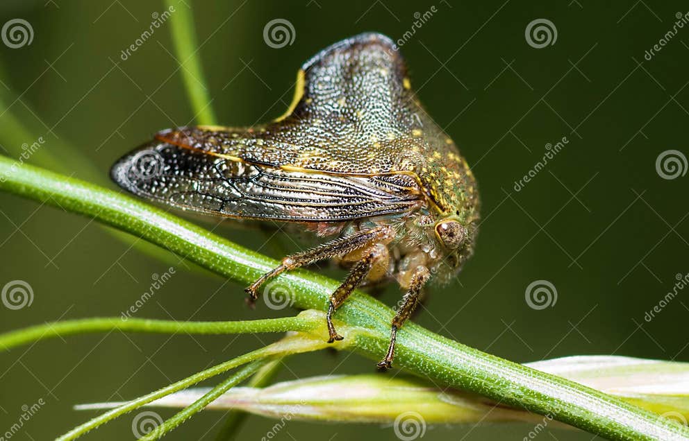 Planthopper stock photo. Image of orange, close, eyes - 77973824