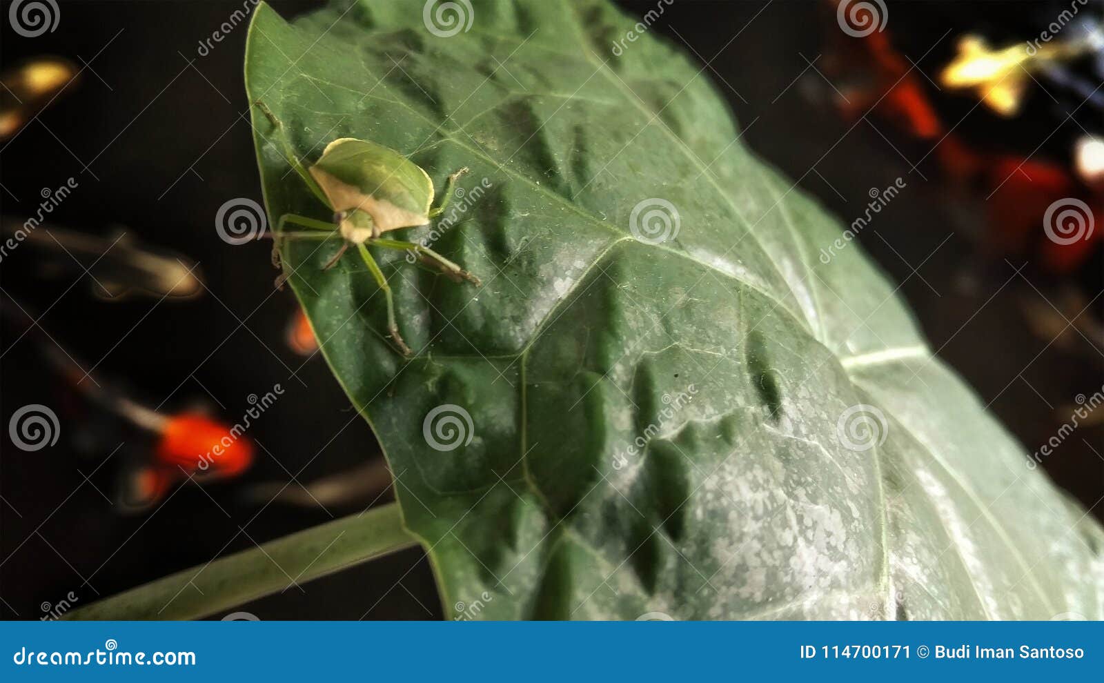 Planthopper stock image. Image of siphanta, pond, closeup - 114700171
