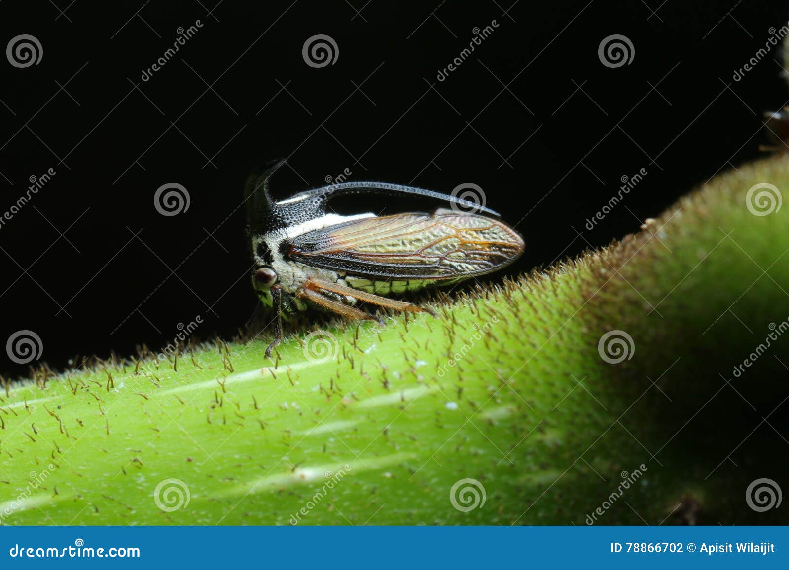 Planthopper in Thailand. stock photo. Image of oriental - 78866702