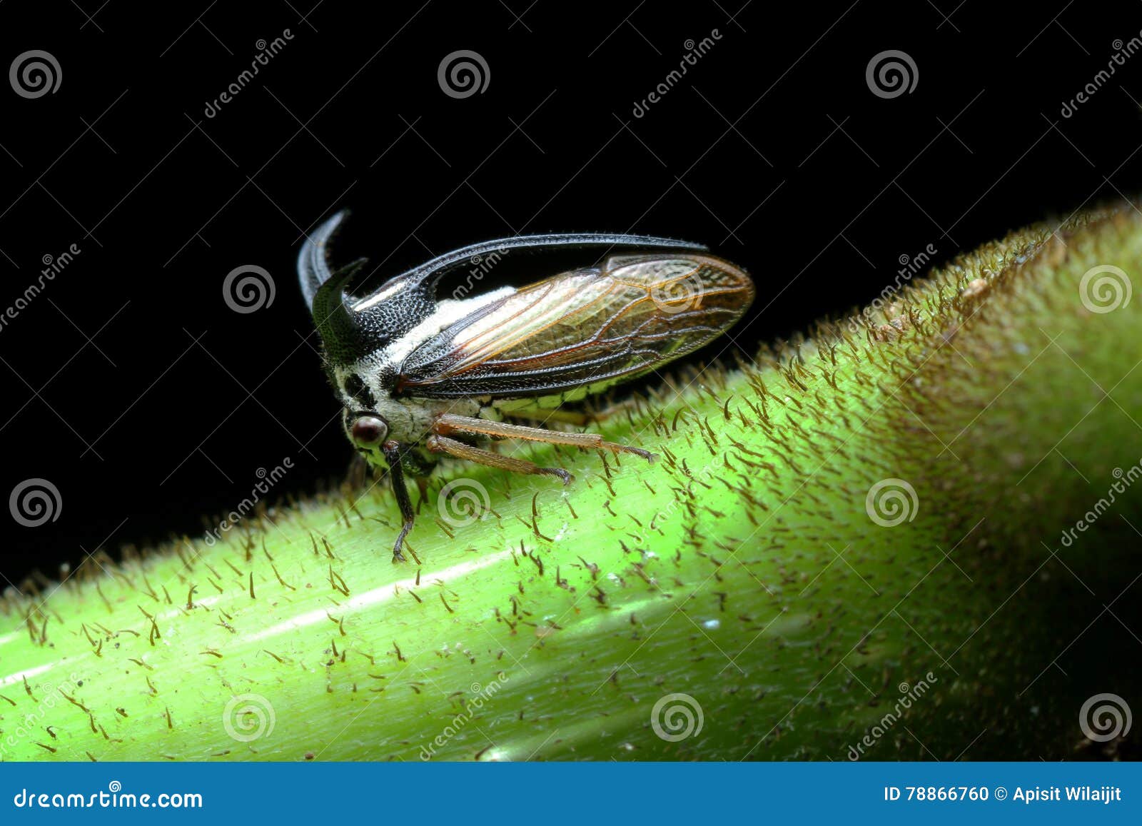 Planthopper in Thailand. stock photo. Image of agricultural - 78866760