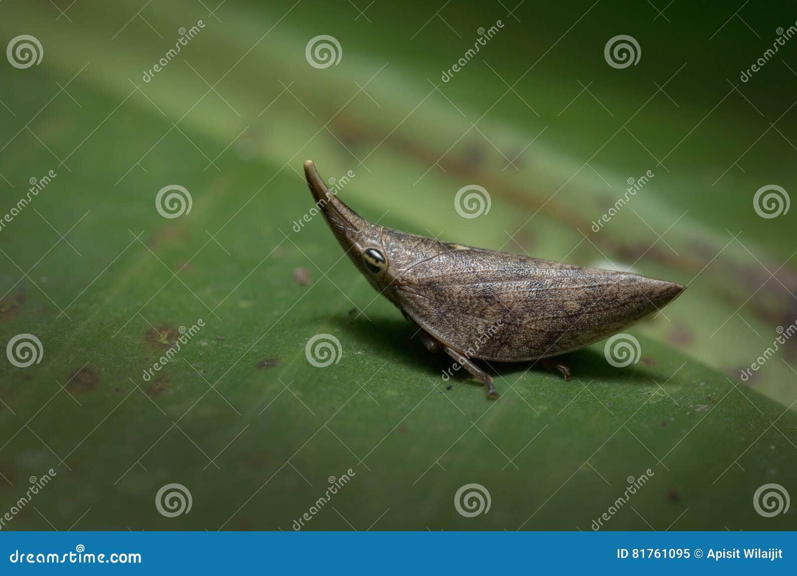 Planthopper in Thailand. stock image. Image of hemiptera - 81761095