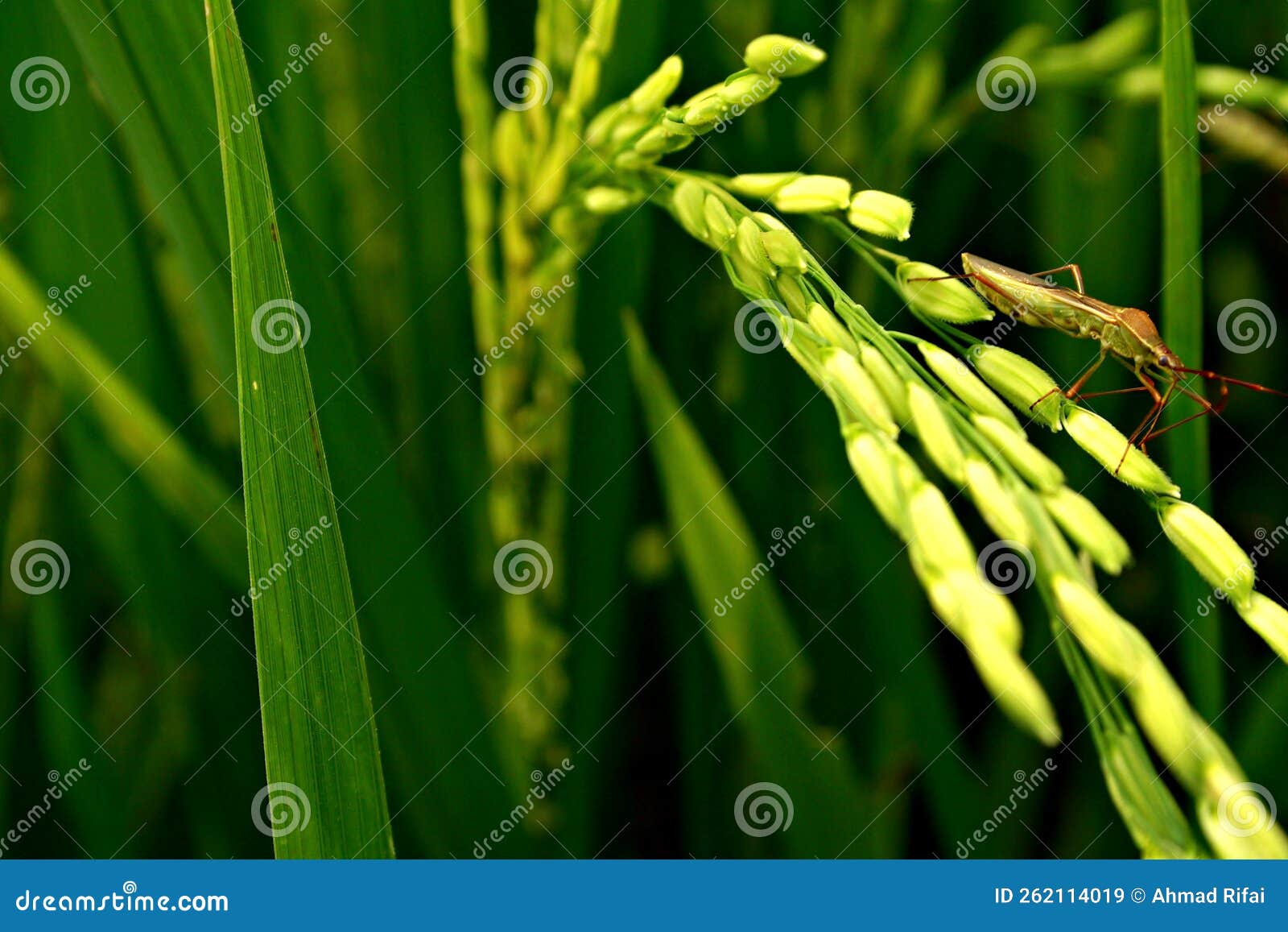 Planthoppers Walking To Suck Young Rice Stock Image - Image of food ...