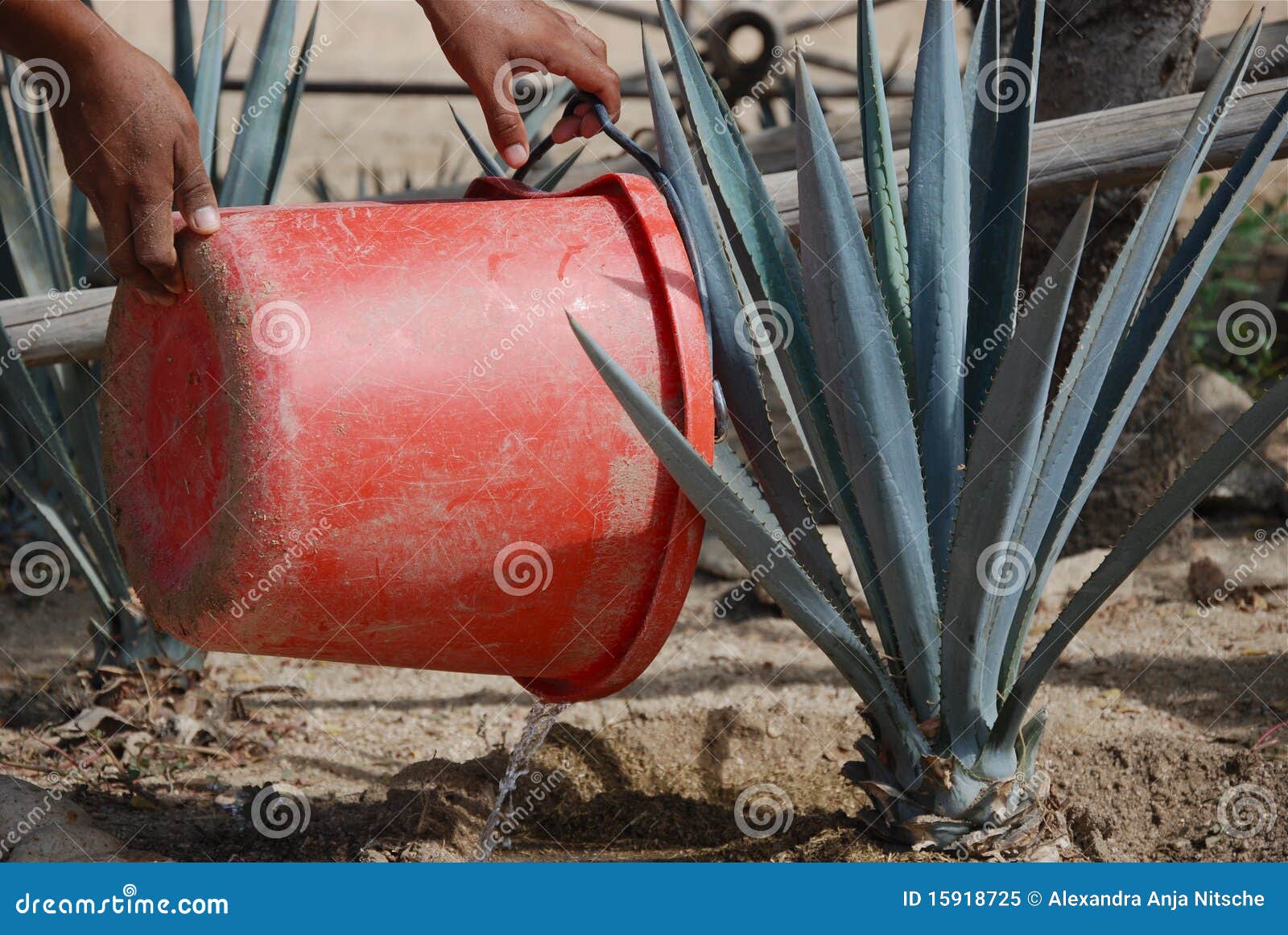 Planting Agave stock image. Image of gardening, organic - 15918725