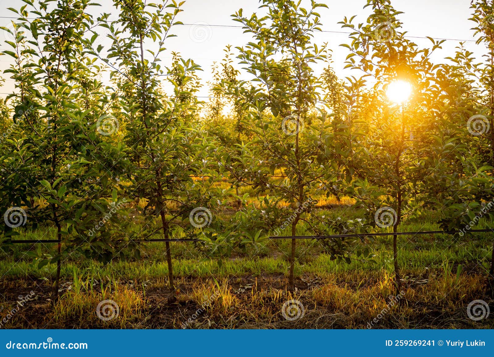 Using Drip Irrigation in a Young Apple Tree Garden Stock Image - Image ...