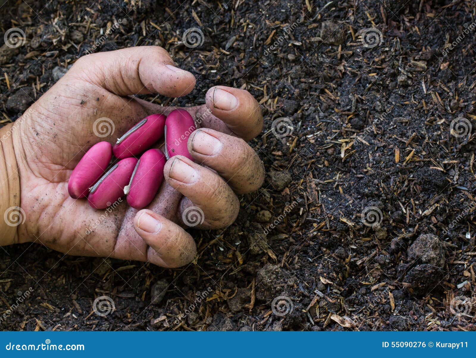 Planting Bean Seeds in Soil Stock Photo - Image of palm, garden: 55090276