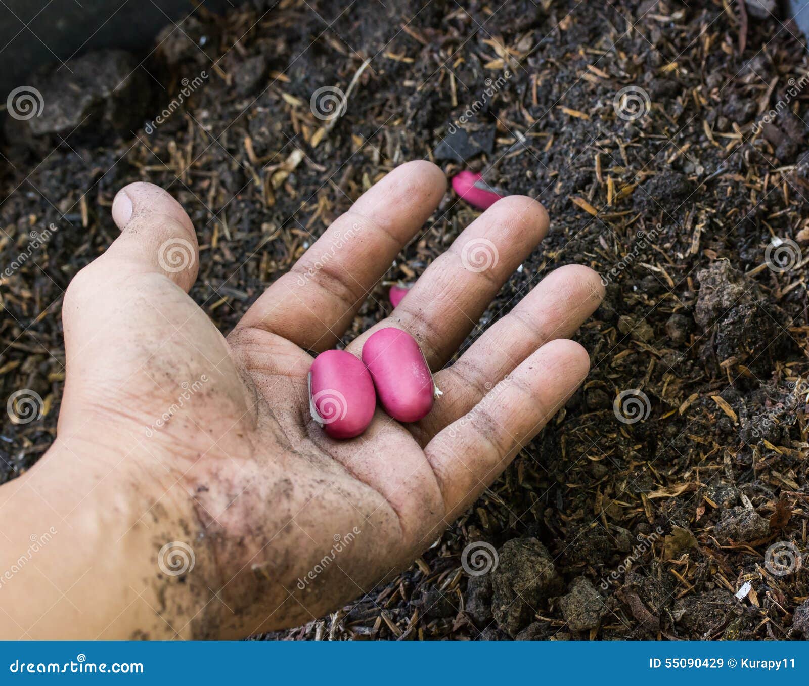 Planting Bean Seeds in Soil Stock Image - Image of horticulture, flora ...