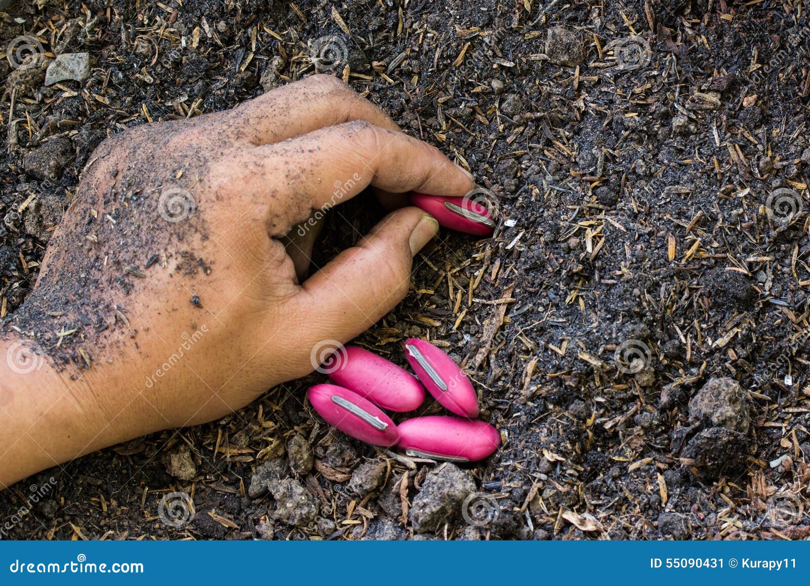 Planting Bean Seeds in Soil Stock Image - Image of agriculture, garden ...