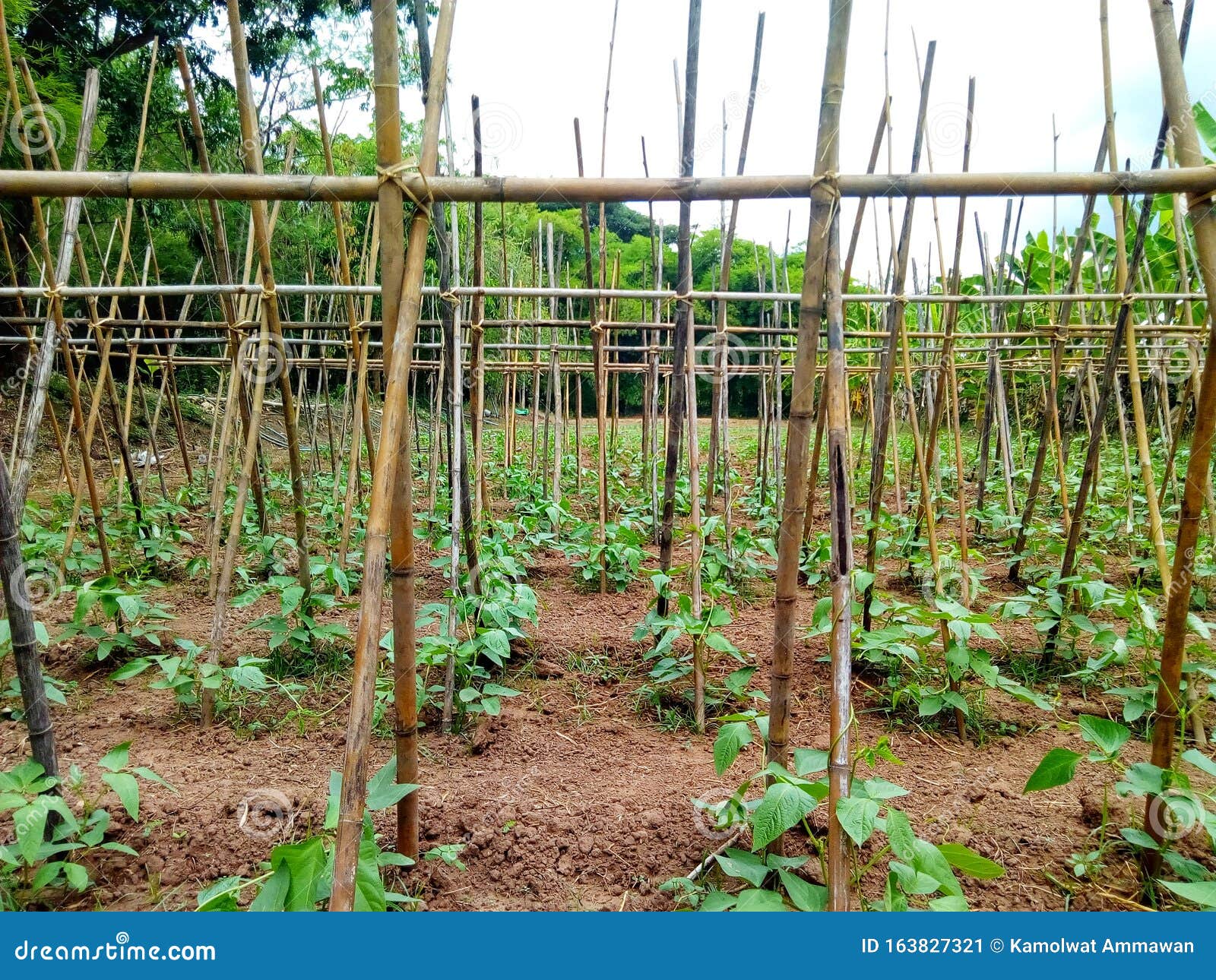 Planting Beans, Agriculture Stock Image - Image of farmland ...