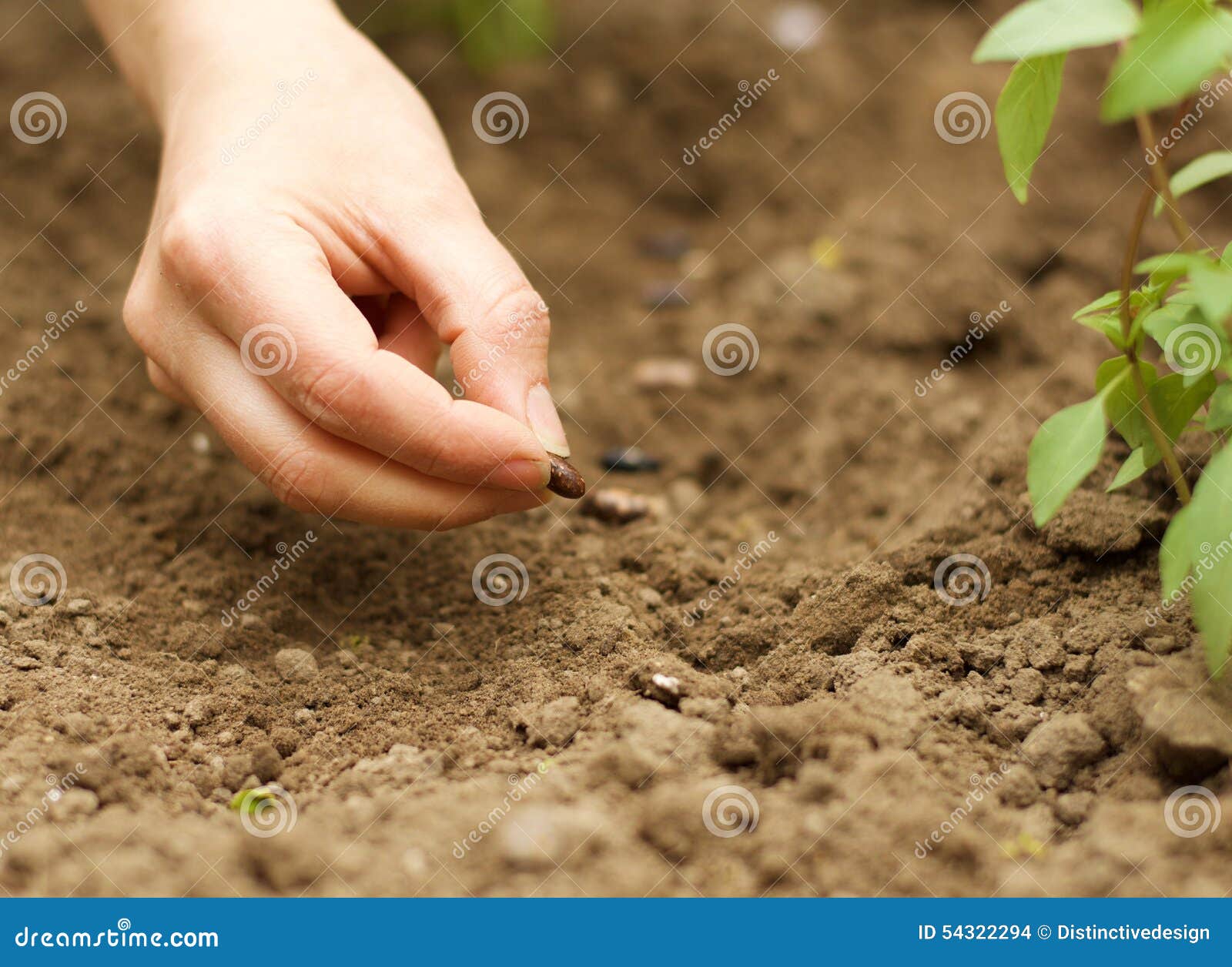 Planting Beans in the Soil stock photo. Image of farm - 54322294