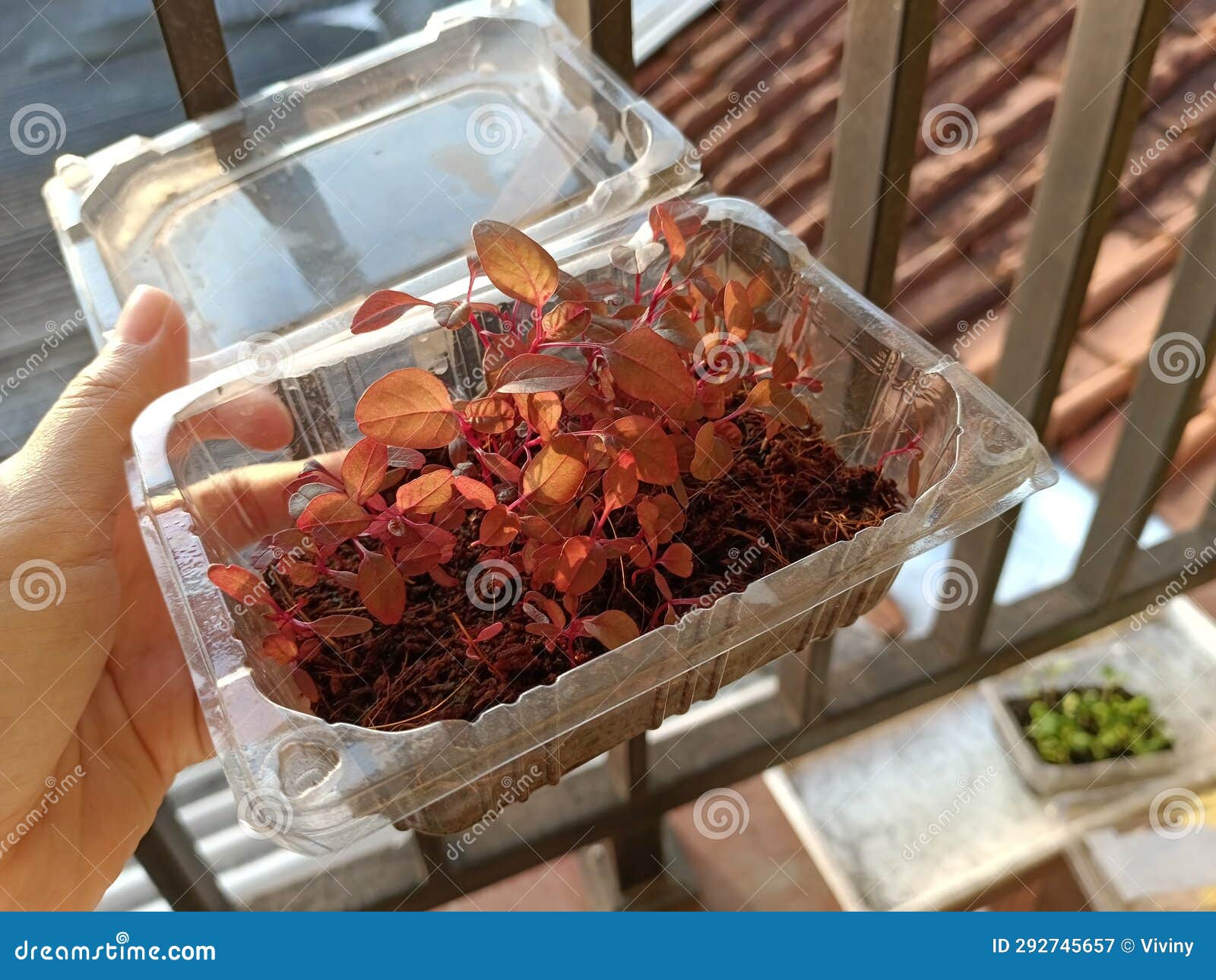 Planting Beautiful Red Seed Sprouting Stock Image - Image of plastic ...