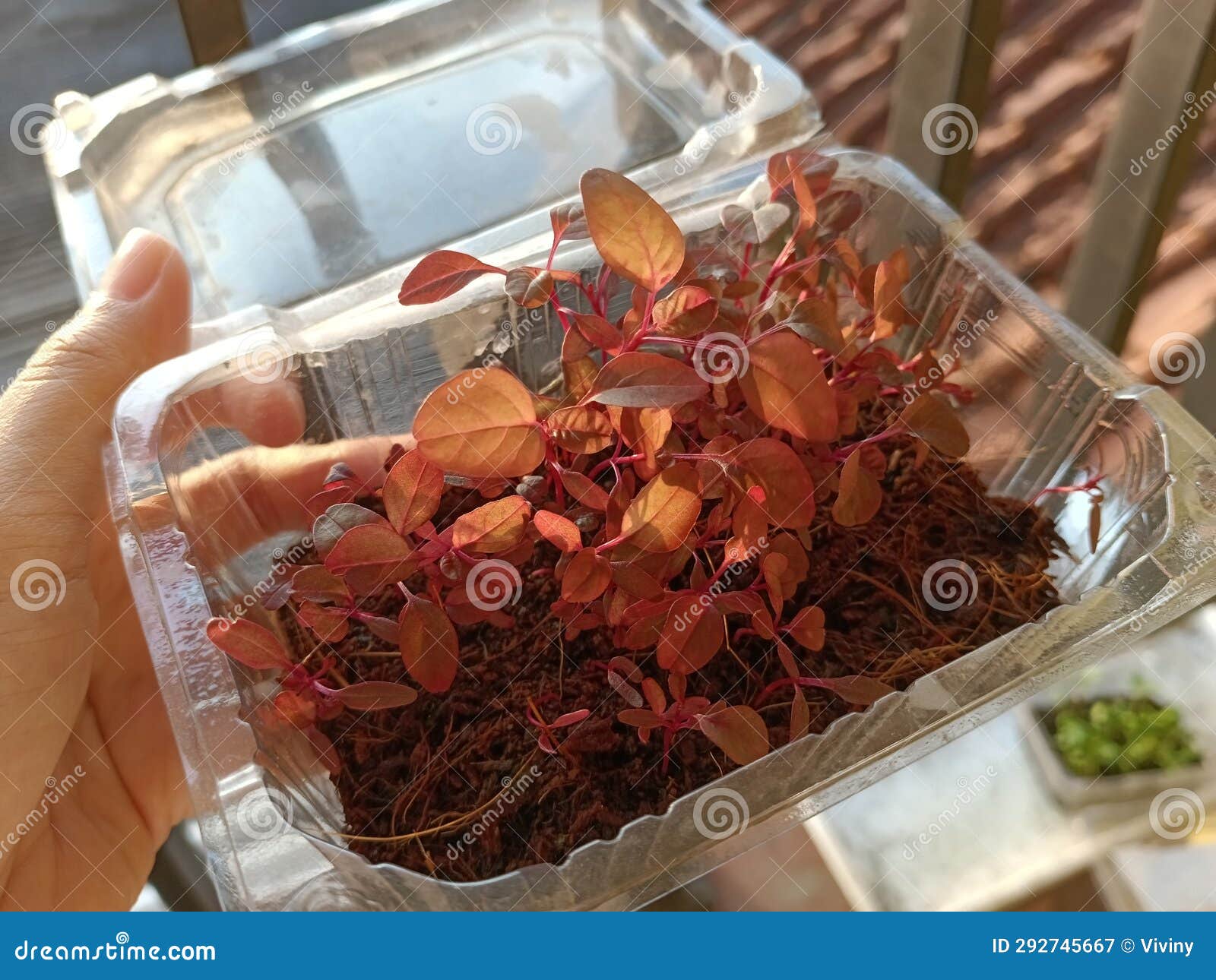 Planting Beautiful Red Seed Sprouting Stock Image - Image of spinach ...