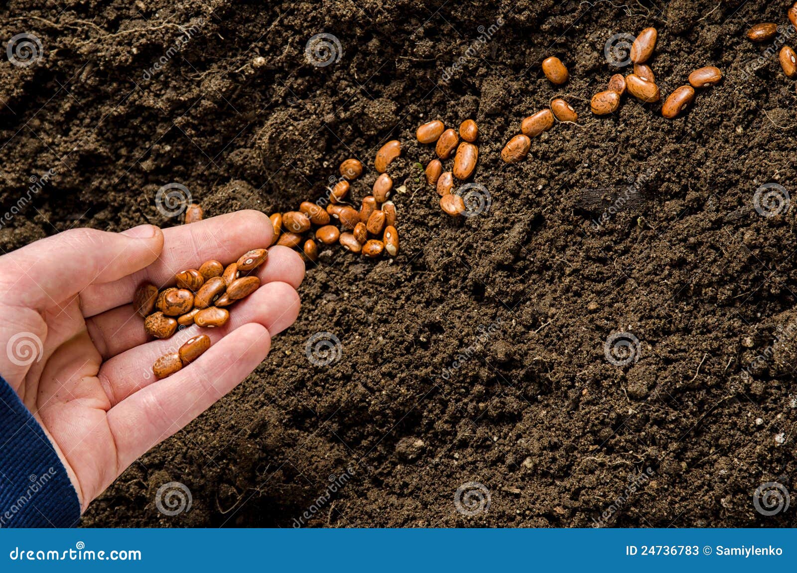 Planting been seeds stock image. Image of closeup, finger - 24736783