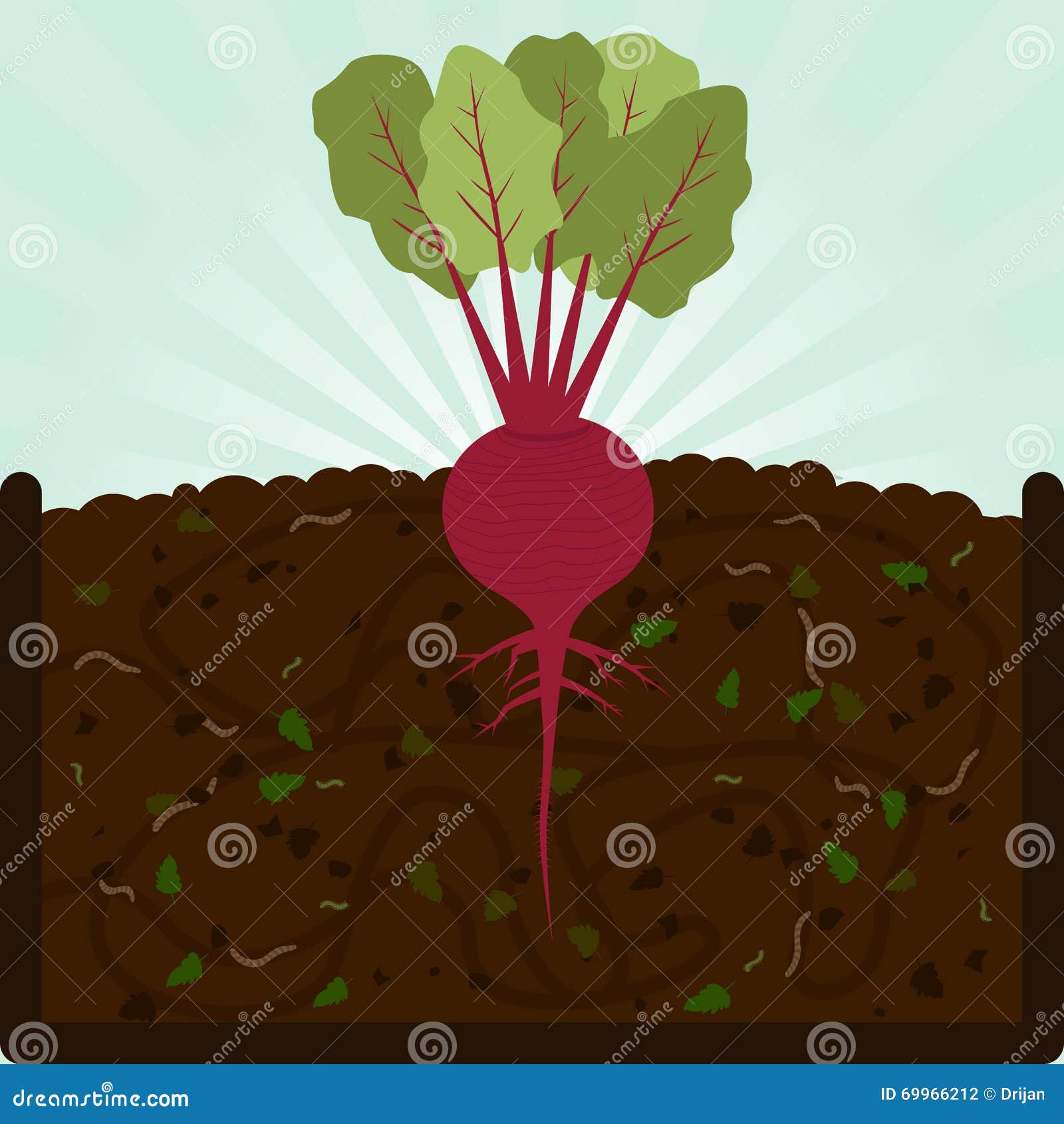 Planting beet and compost stock vector. Illustration of beet - 69966212