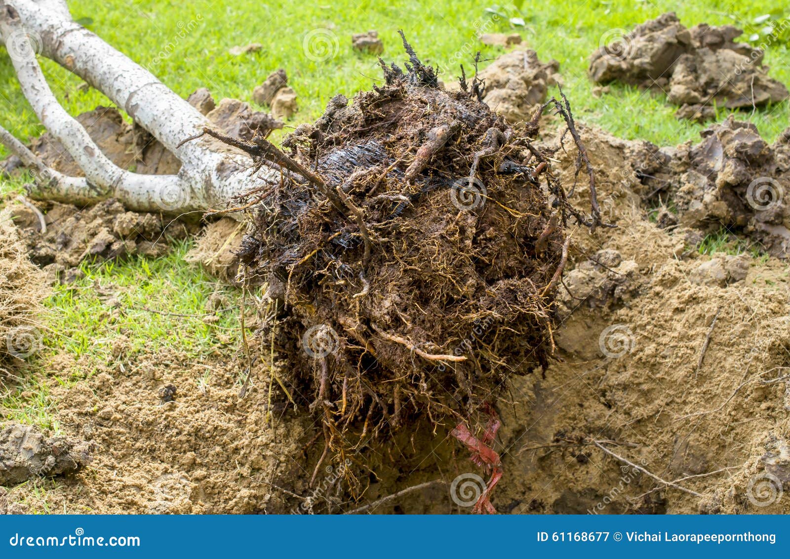 Planting Boxwood with Roots and Dirt Stock Image - Image of message ...