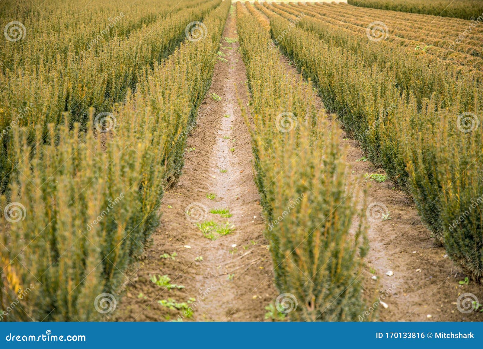 Planting of Boxwoods in Rows in the Field Stock Photo - Image of botany ...