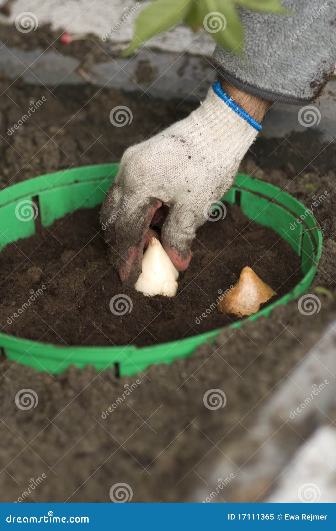 Planting bulb stock image. Image of green, fall, plant - 17111365