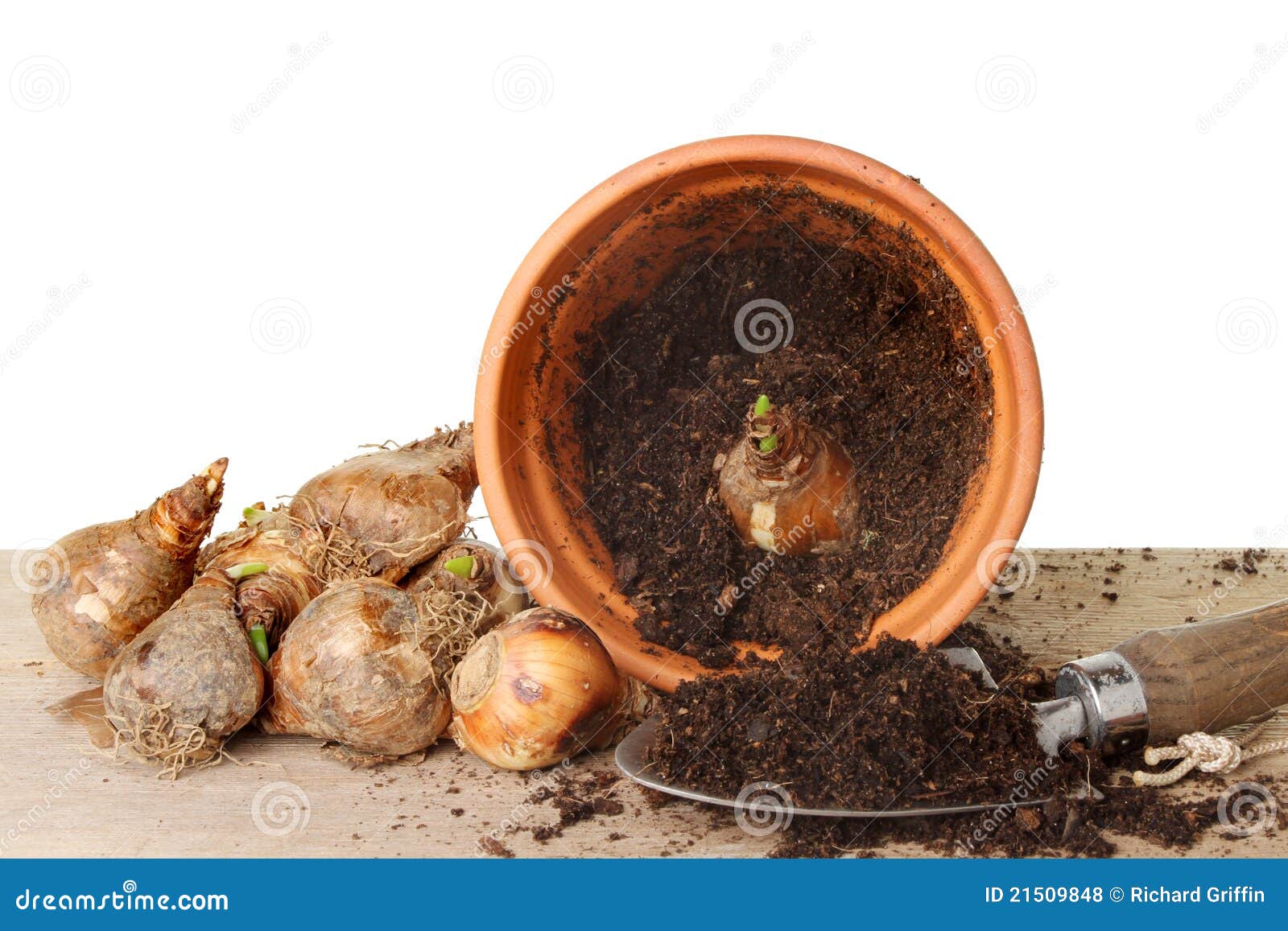 Planting bulbs stock photo. Image of background, bench - 21509848
